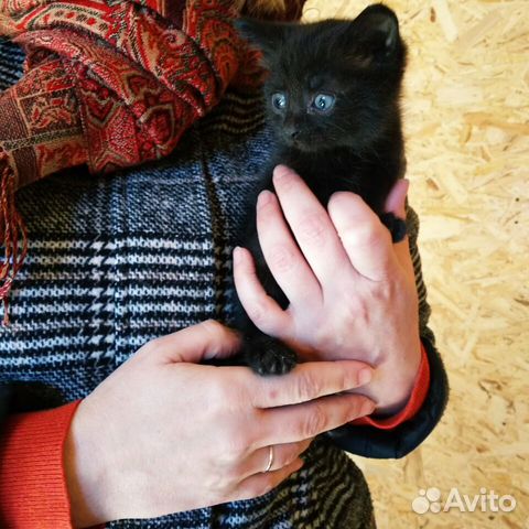 Чёрная кошка