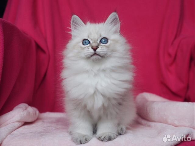 Чудесная невская кошечка