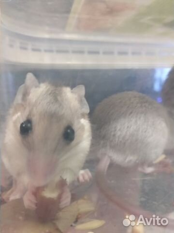 Мыши африканские игольчатые