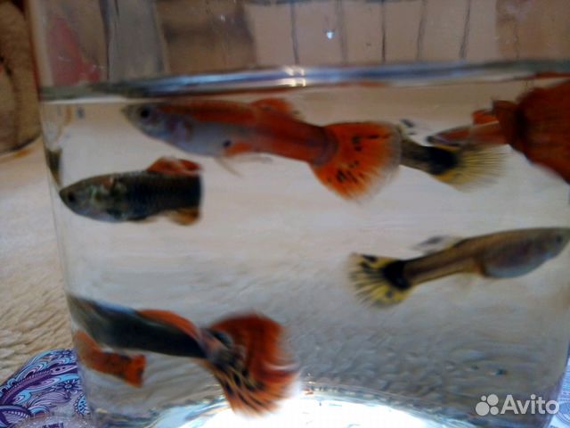 Рыбки Гуппи центр