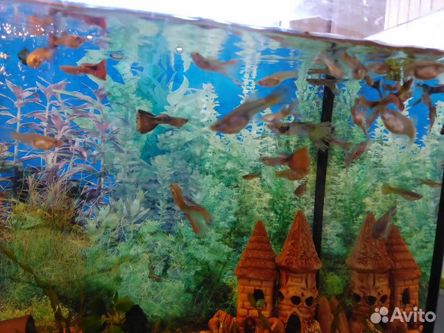 Большая стайка взрослых гуппи-микс