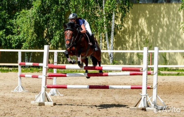 Турнирная конкурная кобыла