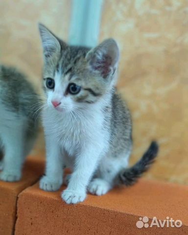 Милашка ищет семью