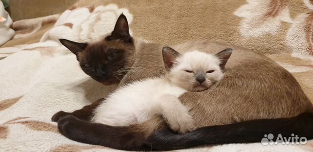 Сиамский (тайский) котенок
