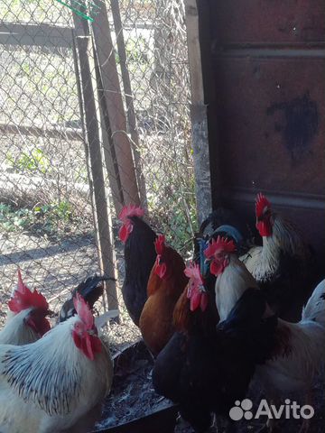 Продам петуха