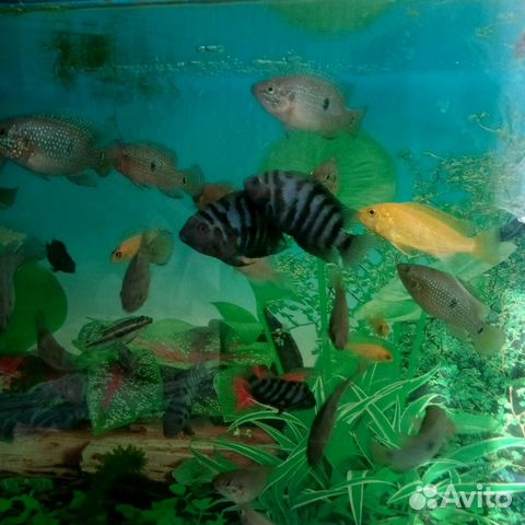 Хромис красавец, чернополосики