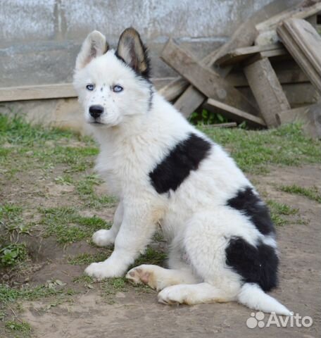 Мальчик якутской лайки