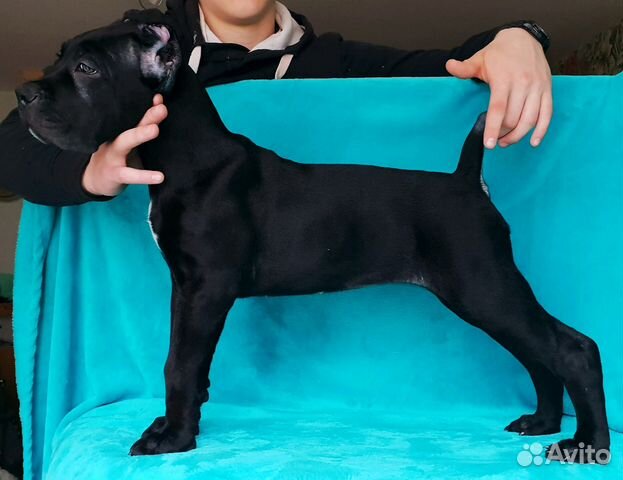 РКФ. Кане Корсо