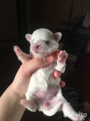 Мальтийская болонка