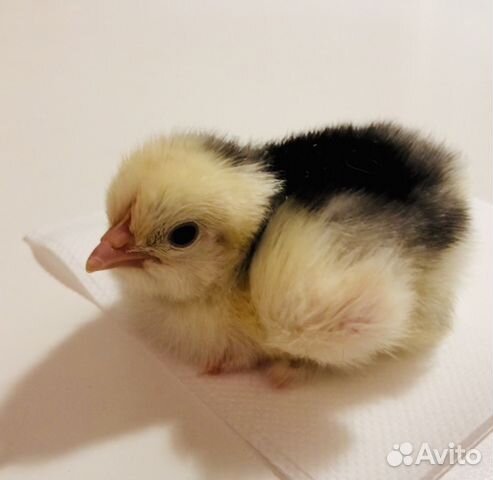 Кохинхин цыплята