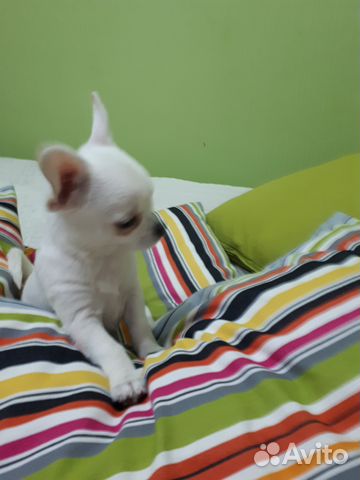 Продаются щенки чи хуа