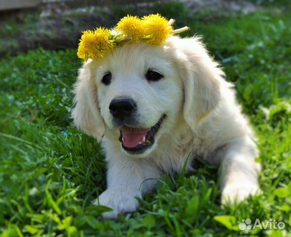 Очаровательный блондин 2,5 мес