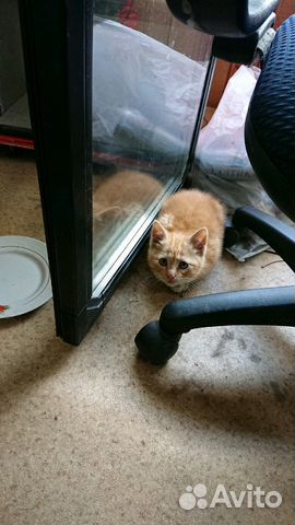 Котёнок рыжий