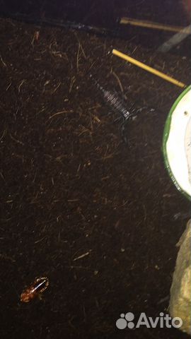 Скорпион гетерометрус спинифер