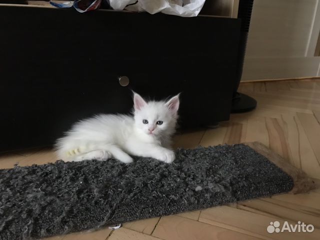 Котята Мейн-Кун