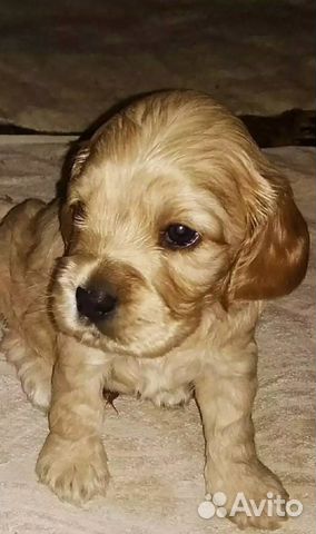 Английский кокер-спаниель