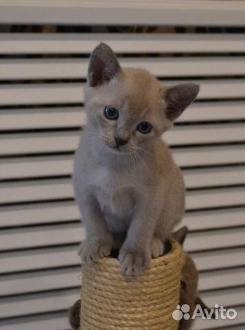 Тонкинский котенок(Тонкинез)