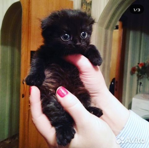 Шотландский вислоухий котенок