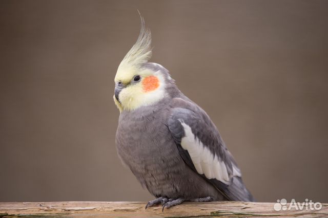 Отдадим попугая