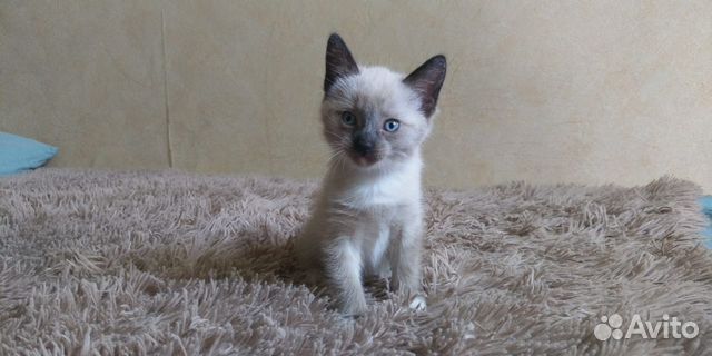 Котёнок сноу-шу (мальчик)