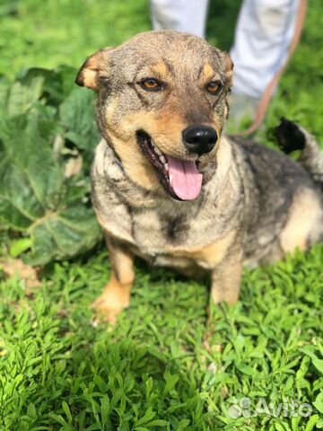 Собачка ищет дом