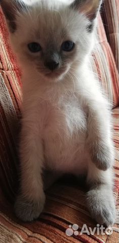 Котята меконгских бобтейлов