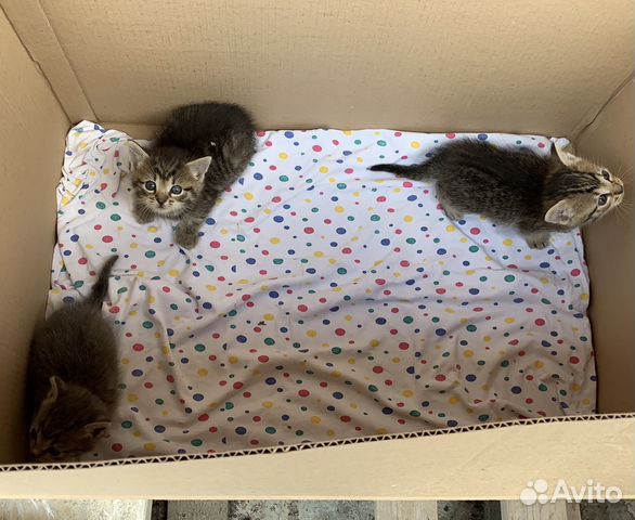 Котята бесплатно