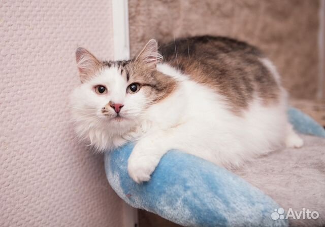 Кошка Эмили красавица ищет дом