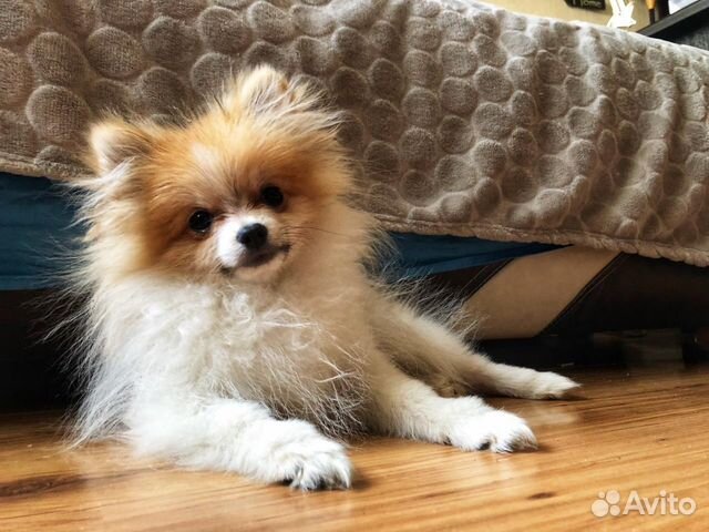 Очень ласковый малыш ищет дом