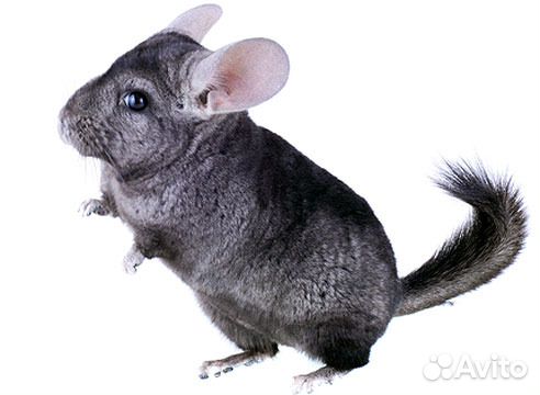 Отдадим Шиншил в добрые руки