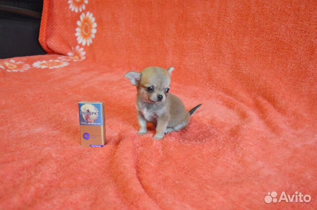 Гладкошерстная мини девочка