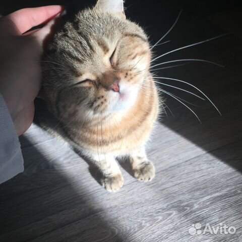 Кот на вязку