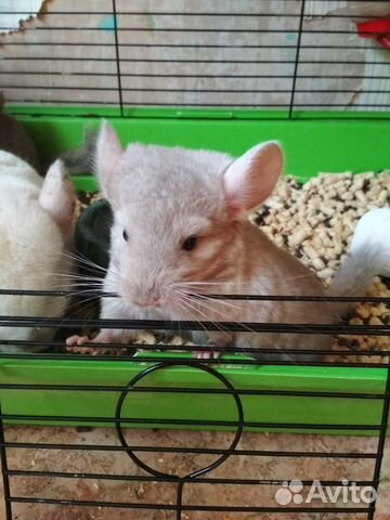 Шиншилла. 7 месяцев. Гетеробеж. Носитель ангоры