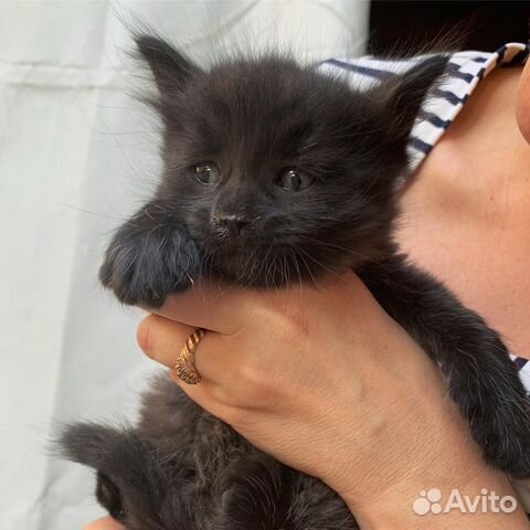 Милые пушистики ищут заботливых родителей