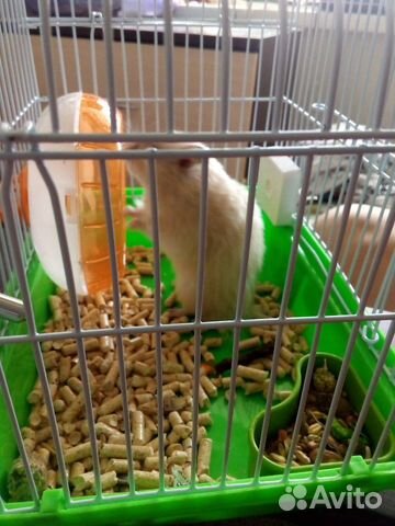 Сирийский хомячок