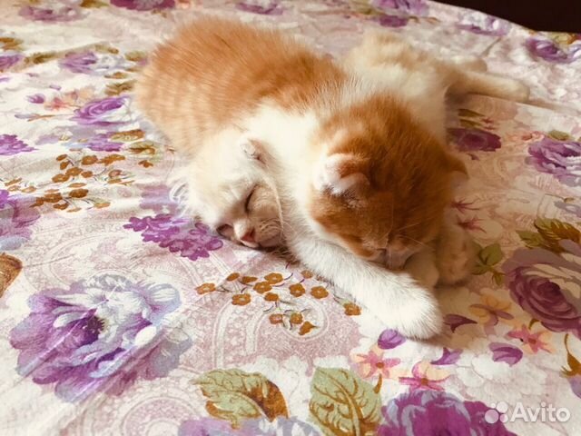 Вислоухие котята