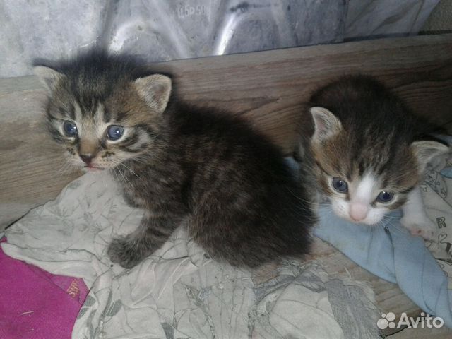 Бесплатно котята