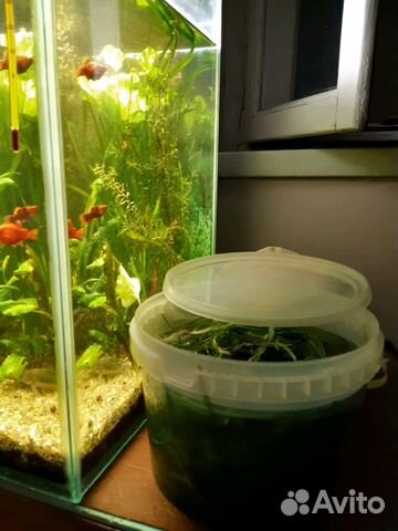 Ведерко растений