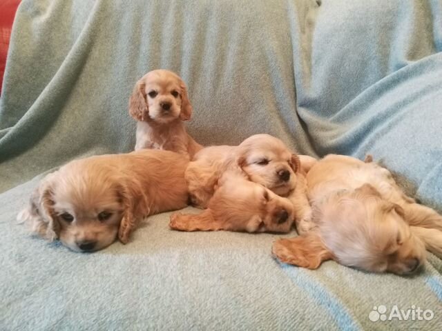 Кокер - спаниельки