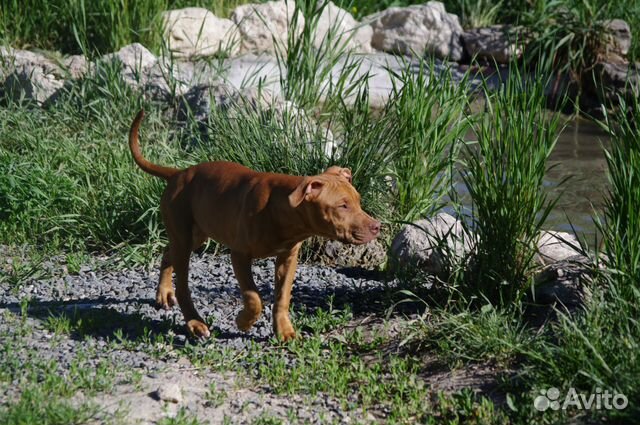 Щенок амстафов