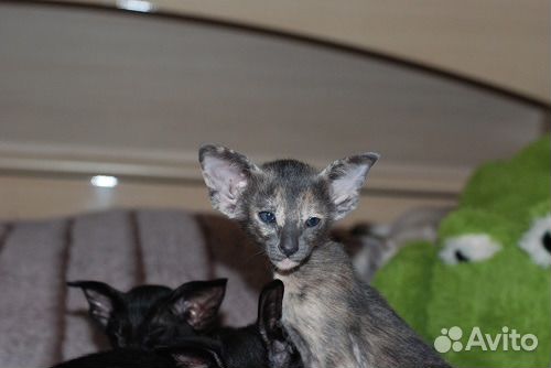 Ориентальная кошечка