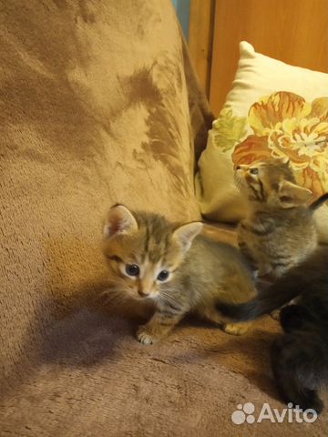 Котята