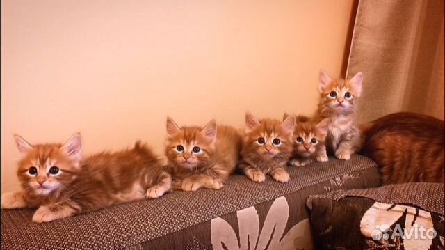 Продам котят Курильского боптейла