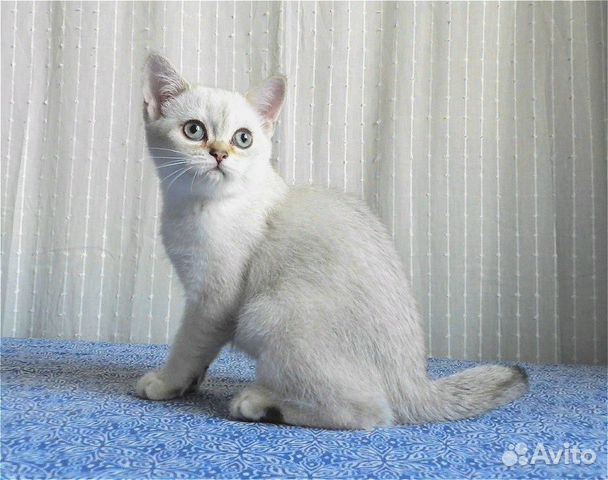 Настоящие шотландские котята