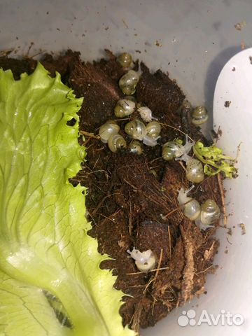 Улитки ахатина фулико, белые