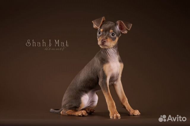 Шикарный той-терьер с родословной