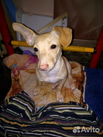 Отдам в добрые руки золотого мальчугана