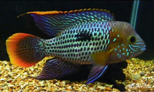 Акара бирюзовая