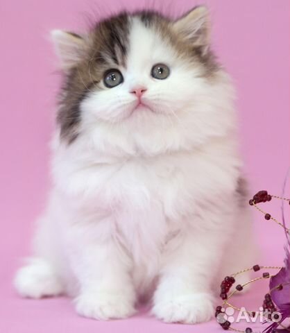 Шикарный котик хайленд страйт