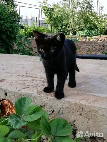 Чудесный черный котенок от кошки-мышеловки